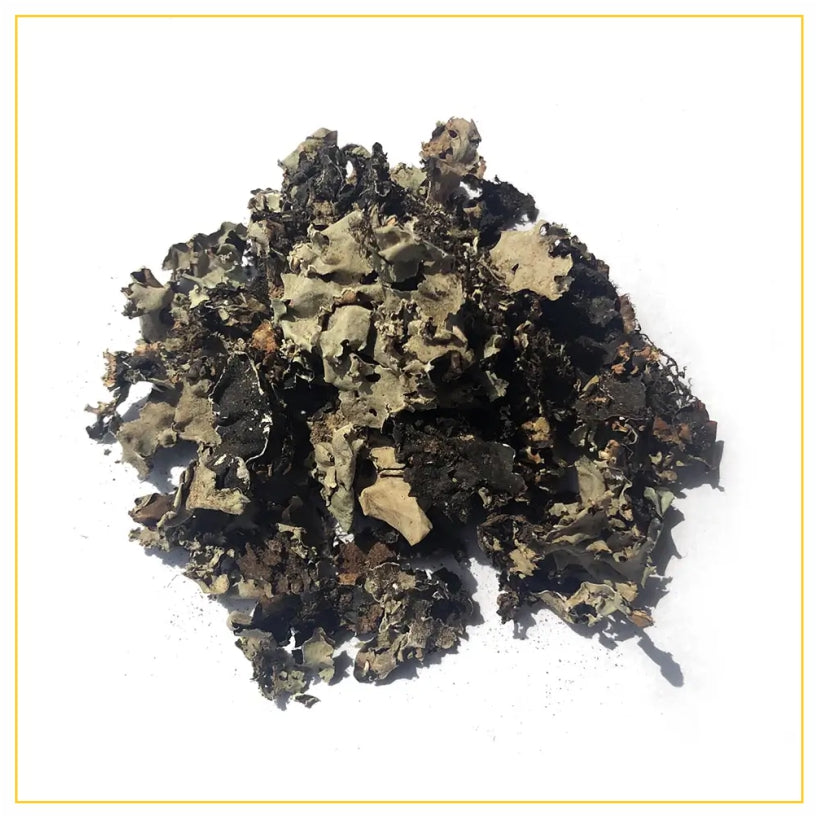 Stone Flower⏐Kalpasi⏐Black Stone Flower – The Nuts Supermarket LLC